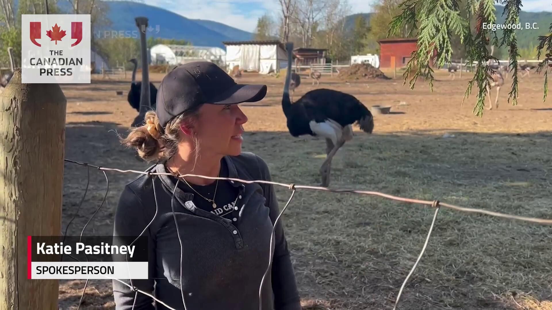 Wall of hay bales constructed around B.C. ostriches ahead of CFIA cull