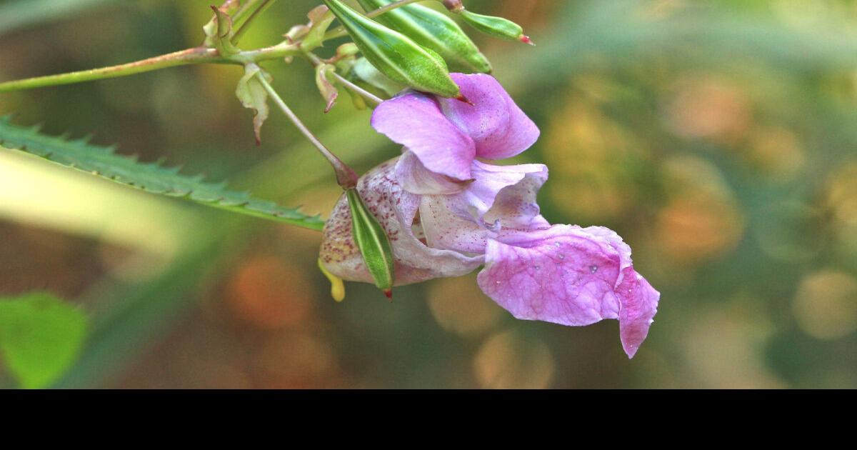 Himalayan balsam: pink flower, though beautiful, is also invasive