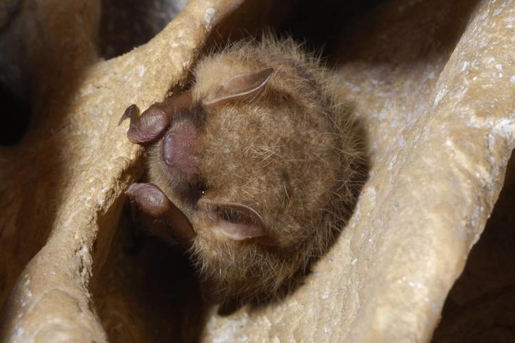 Fungal outbreak threatens tricolored bat with extinction