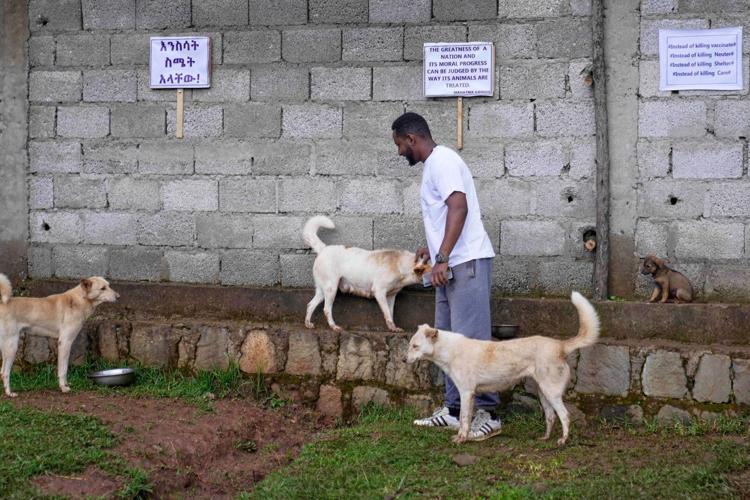 Abandoned dogs in Ethiopia's capital get little care. A woman wants to ...