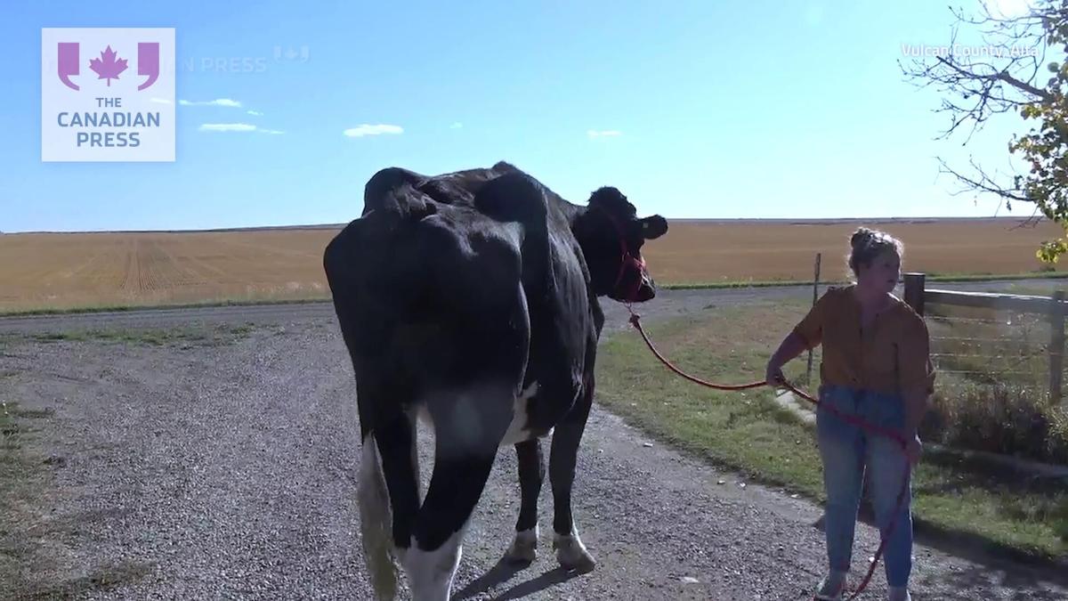 world's largest cow alberta