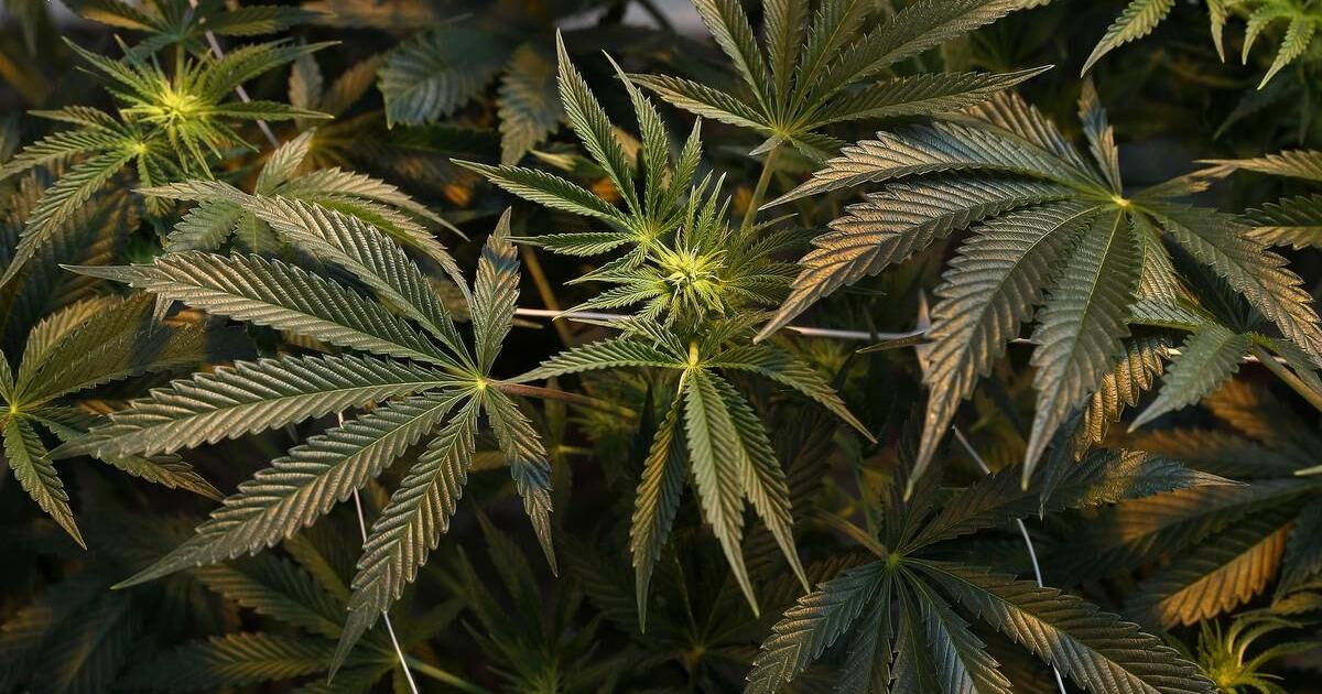 Zimbabwe legalizes marijuana for medicinal, scientific uses
