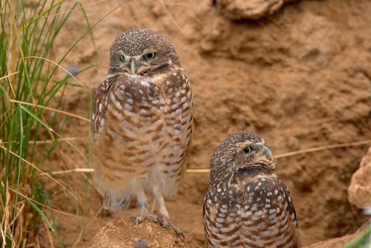 Fake poop helps evicted owls settle into new neighbourhood