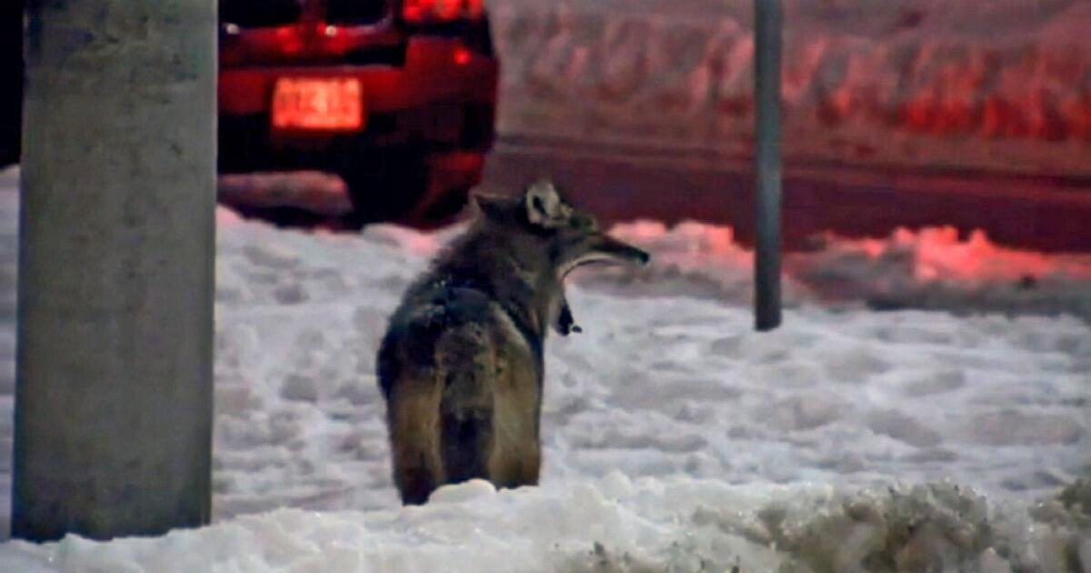 Coyote shooting in Cabbagetown was unnecessary, experts say