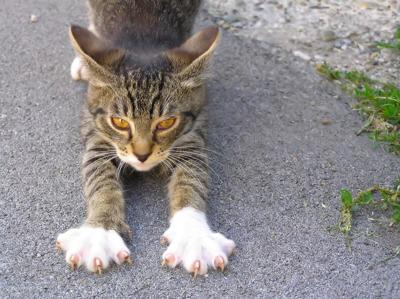 declawing uk
