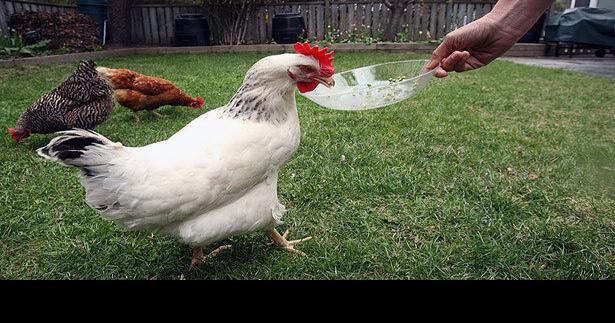 Poultry in motion: Chickens adopting urban lifestyle