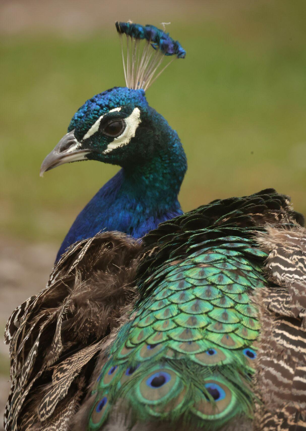 This secret Toronto peacock colony has thrived for decades