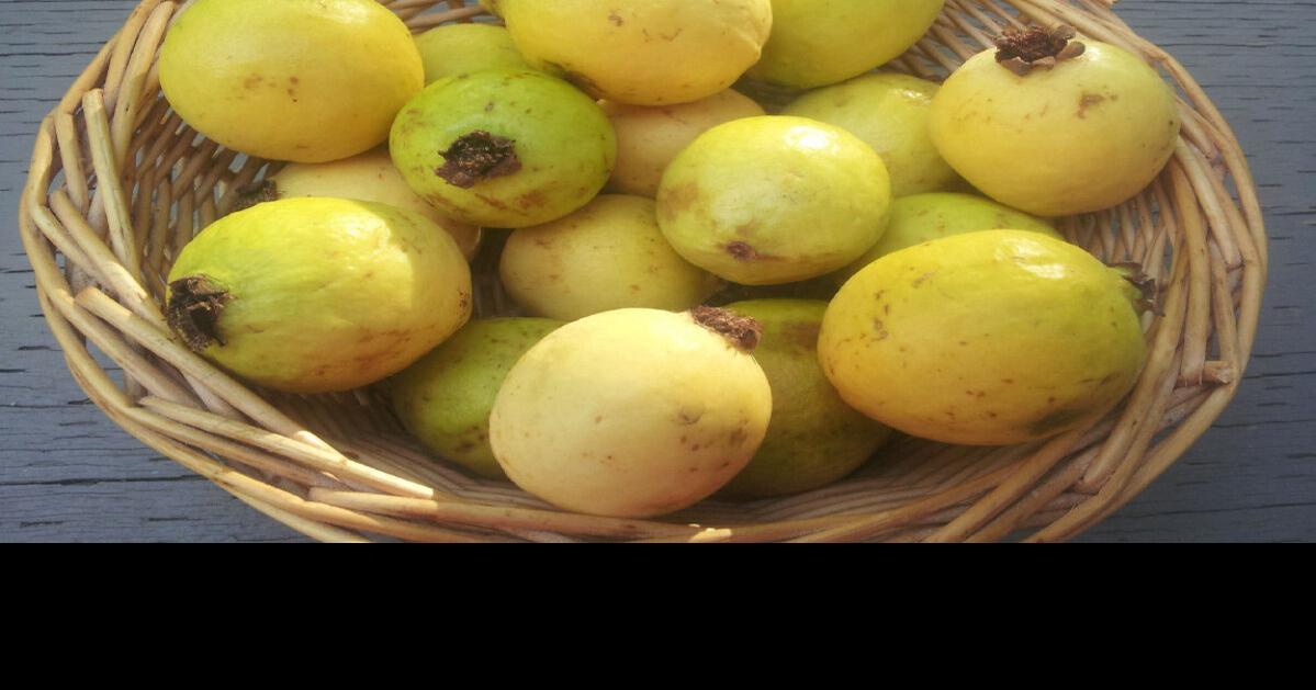 Discover the health and fragrance of guava with these recipes