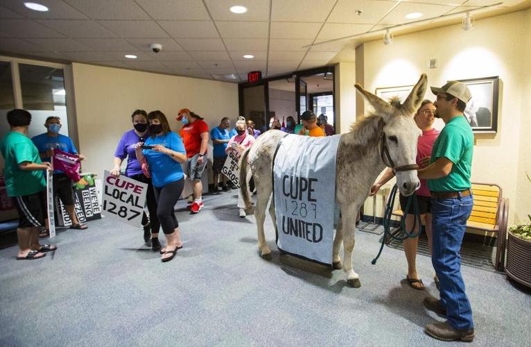 Union, along with a donkey, raises a stink at Niagara Region headquarters