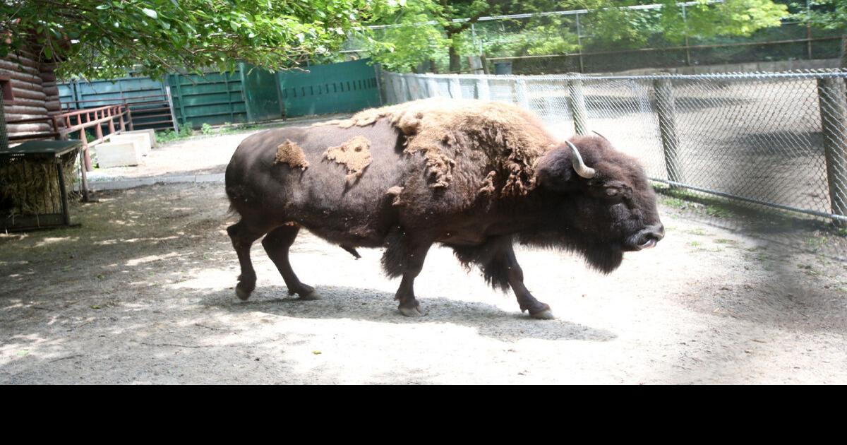Bison death at High Park Zoo shocks visitor