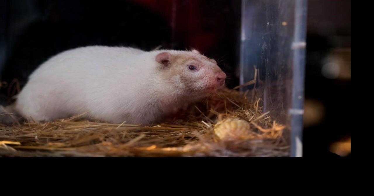 Groundhog Day: Willie and Sam at odds over spring’s arrival