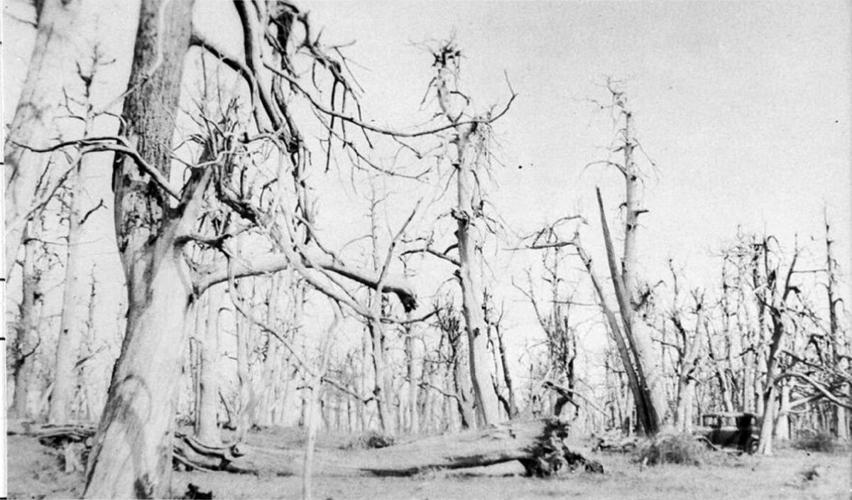 Science finds a way to bring back the American chestnut tree