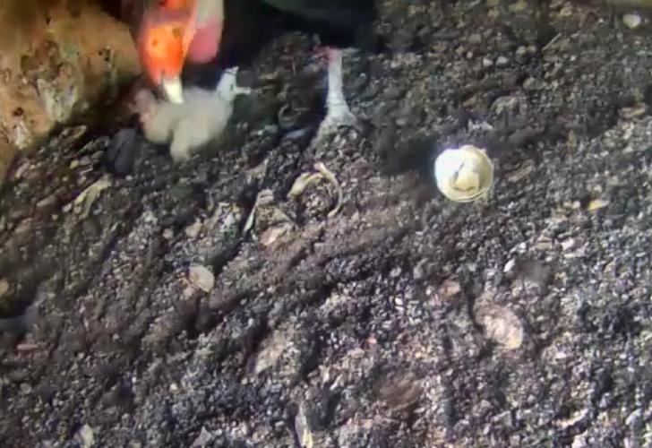 Endangered condor egg hatches in Northern California’s wild