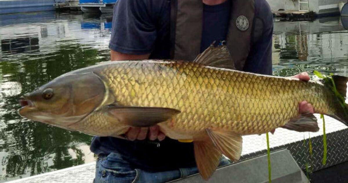 Three more Asian carp pulled from local waters