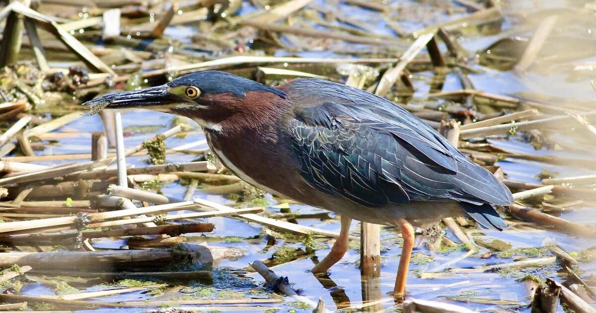 Artificial pond’s gifted visitor shows its true colours — and talent