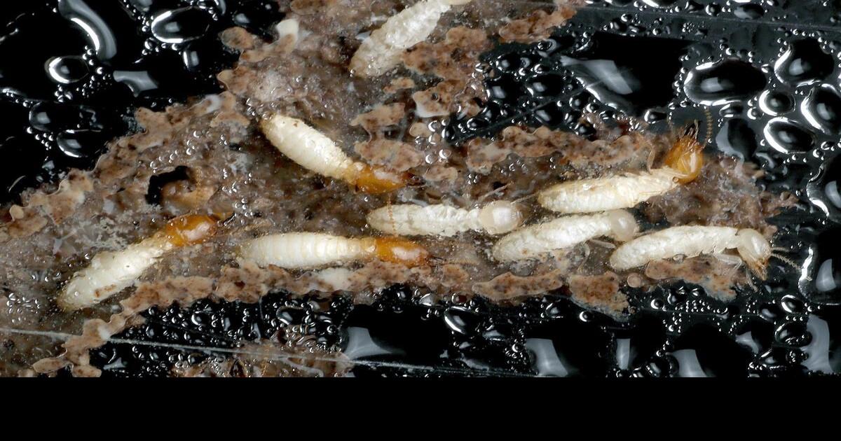 Destructive super termites are swarming in Florida, worse than ever ...