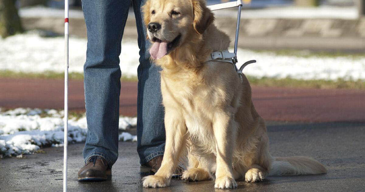 Fake therapy dogs dining out on owners’ selfishness: Ethically Speaking