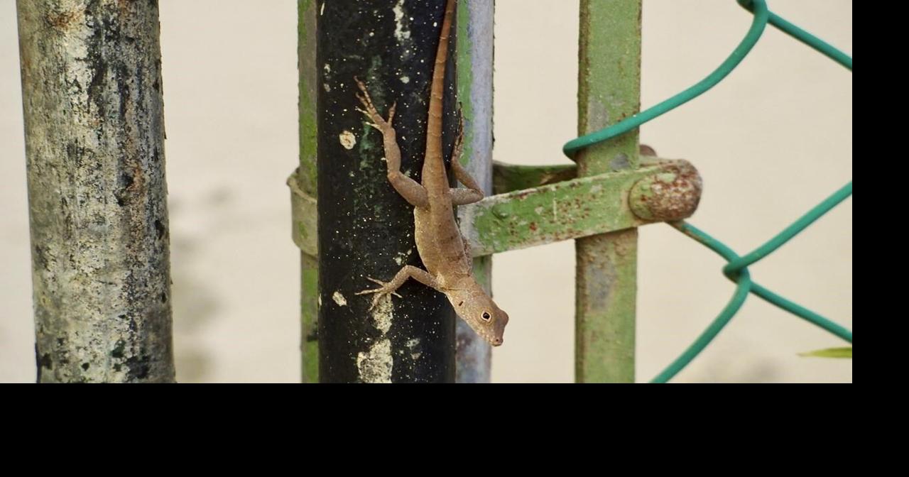 Forest lizards genetically morph to survive life in the city