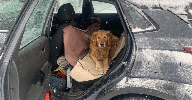 Dogs on planes get more respect than human passengers