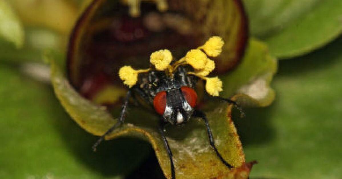 Rare orchid thrives by smelling like rotting roadkill