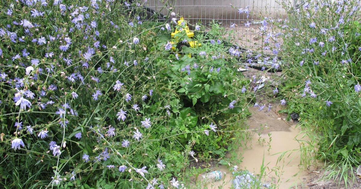 Hidden fire hydrant the perfect trap for parking tickets: The Fixer