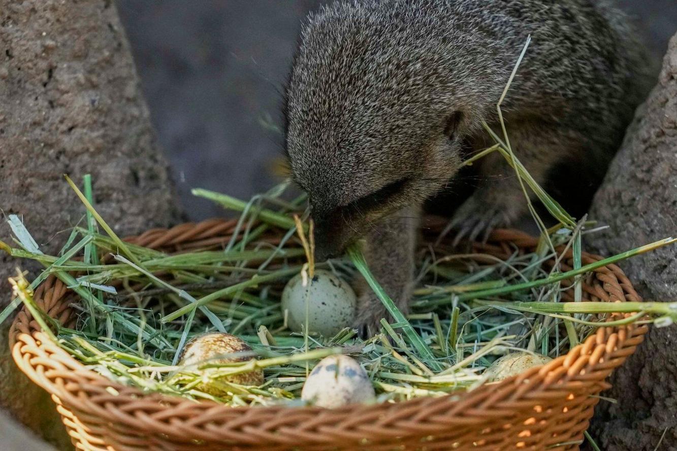 Step aside, children: A Chilean zoo stages an Easter egg hunt with ...
