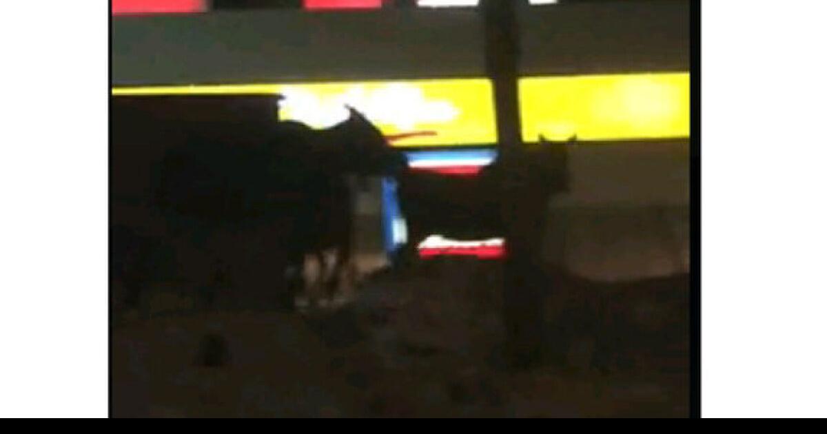 Wayward moose stop at Newfoundland Tim Hortons