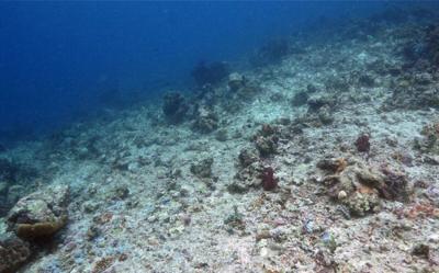 destroyed reef