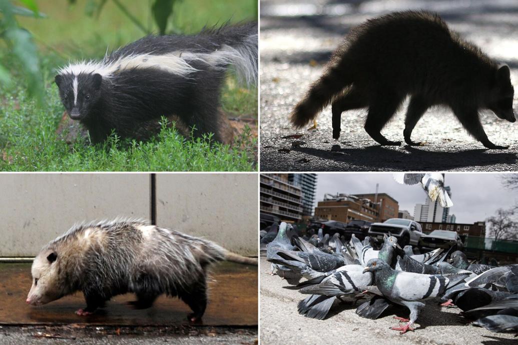 Toronto gave us data on dead wildlife. Here’s what we know