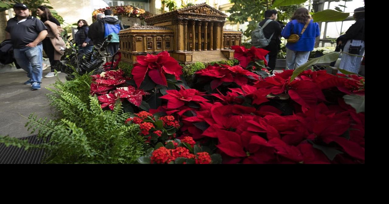 The checkered history of the poinsettia's namesake and the flower's ...