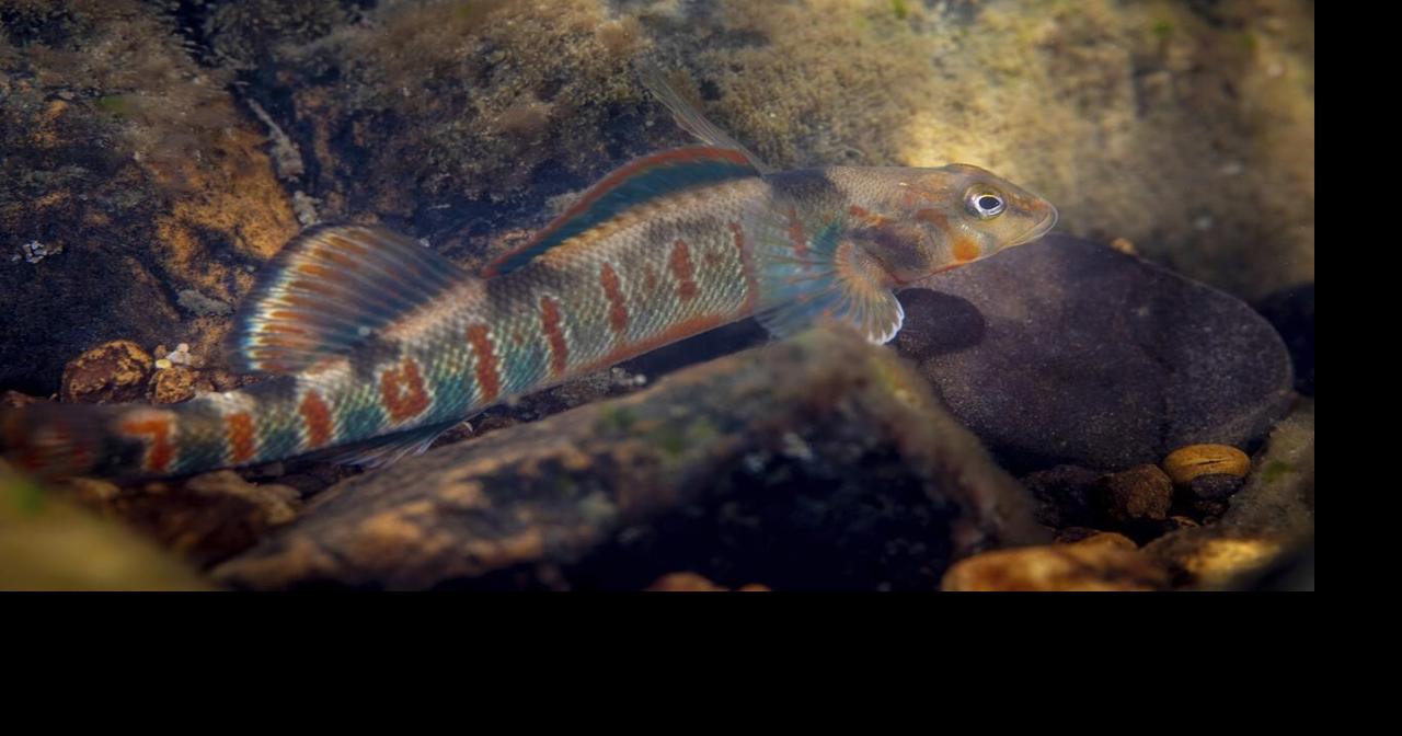 Most money for endangered species goes to a small number of creatures ...