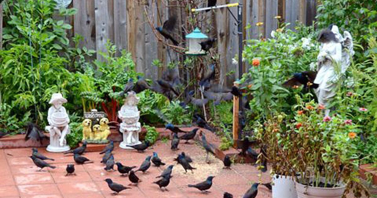 Wild Toronto: When birds attack (a bird feeder)