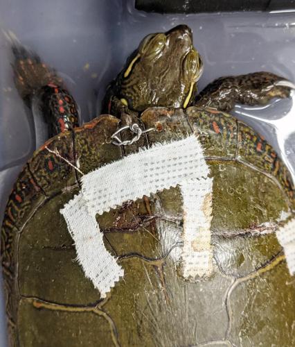 With threats raised by raccoons, cars and loss of habitat, being a ...