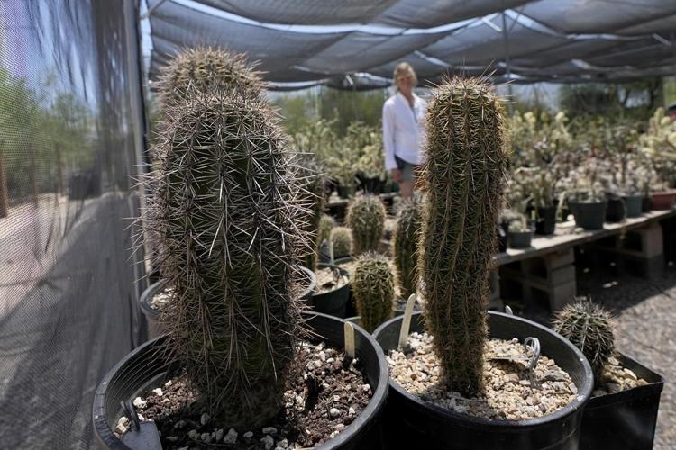 The extreme heat in Phoenix is withering some of its famed saguaro ...