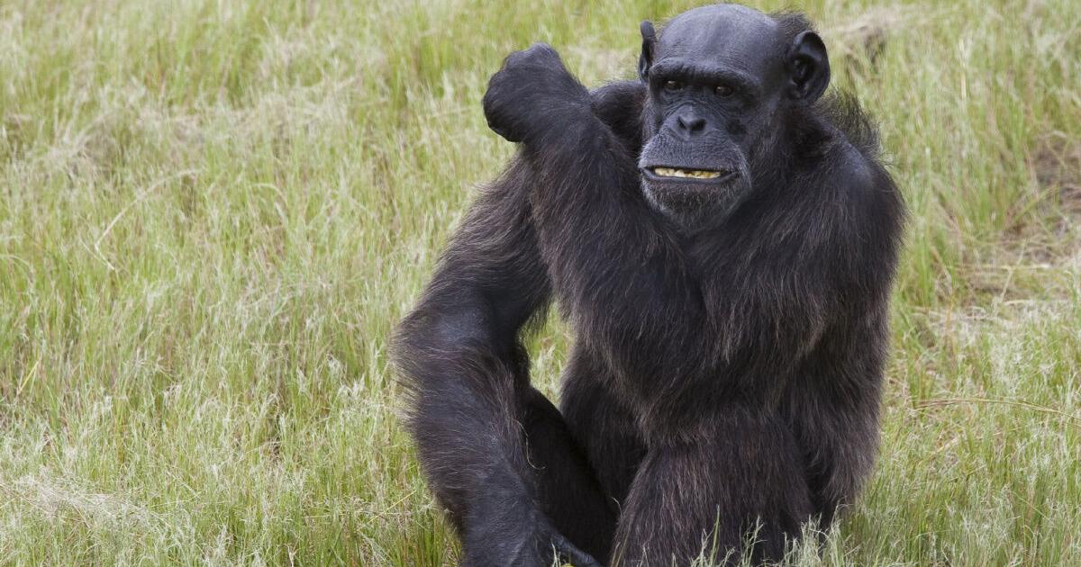 U.S. man in critical care after South Africa chimp attack