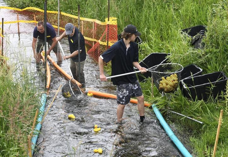 Thousands of rubber ducks rip down a river