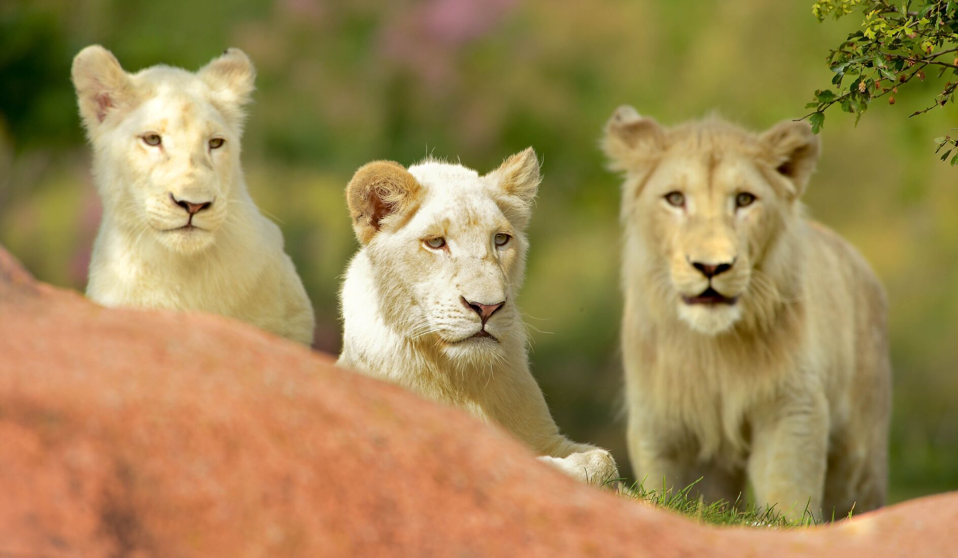 Toronto Zoo puts down lion Fintan amid health problems