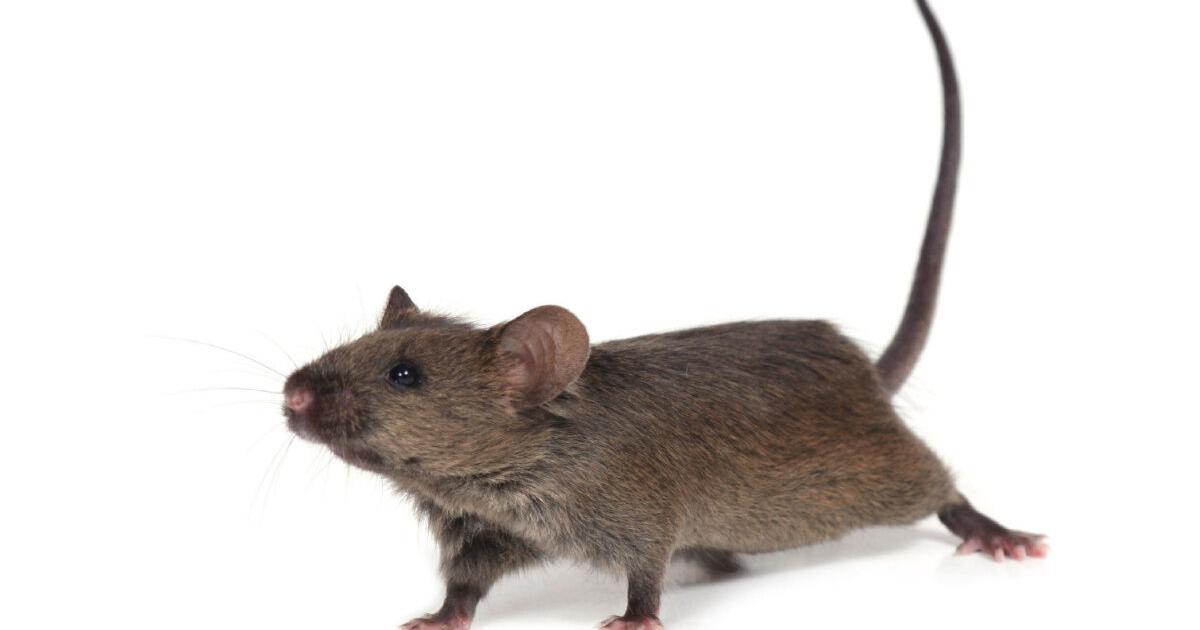 Mice sing. The question is, where do they learn their songs?