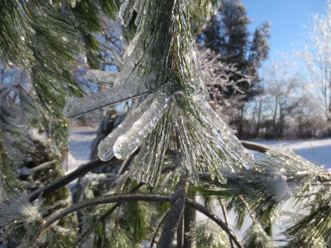 A month later, ice-damaged trees still the focus