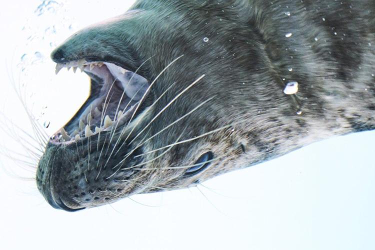 Injured seals get care and sanctuary at a new center in the Netherlands