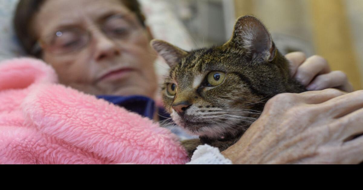 Program allows pets to make hospital visits to patients