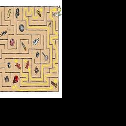 Mole maze answer!