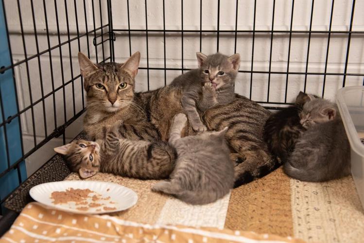 Nearly 200 cats and kittens rescued from single Ontario home