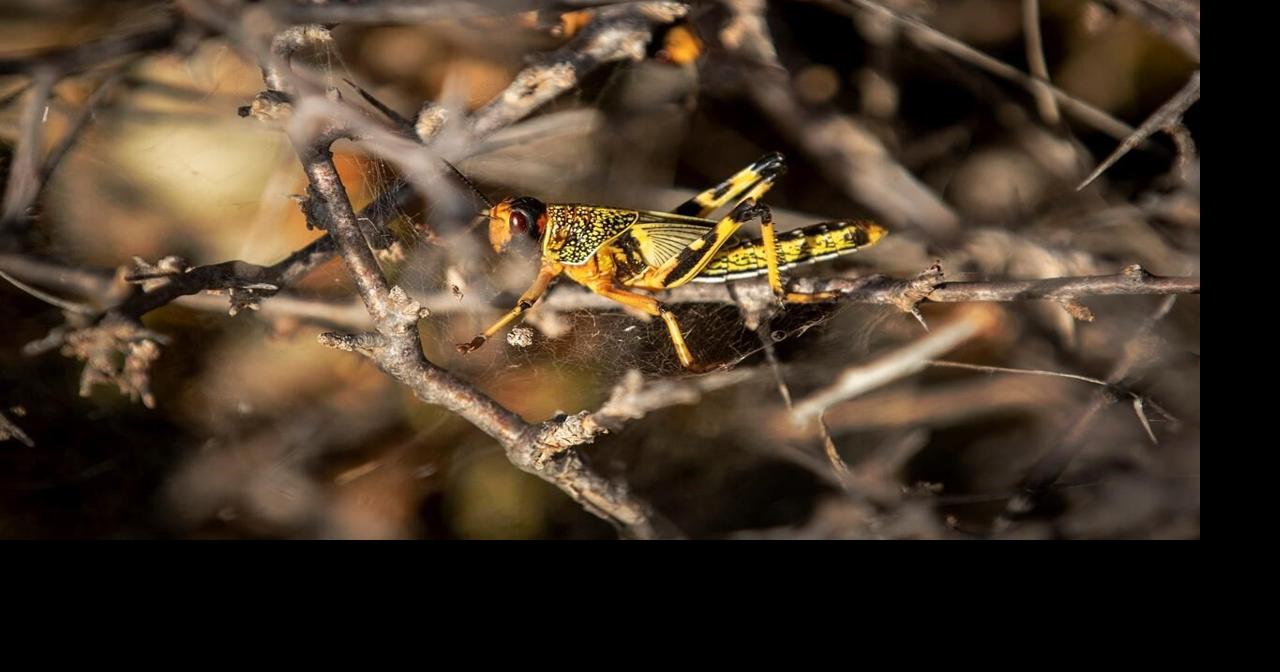 UN warns of ‘major shock’ as Africa locust outbreak spreads