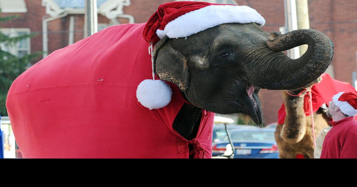 Limba the elephant to be named honourary citizen of Clarington