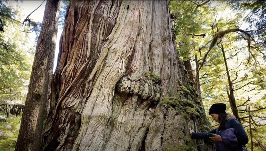 largest forest canada