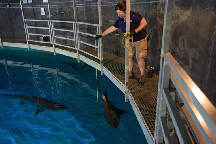 There are sharks in Las Vegas feasting on hundreds of pounds of fish ...