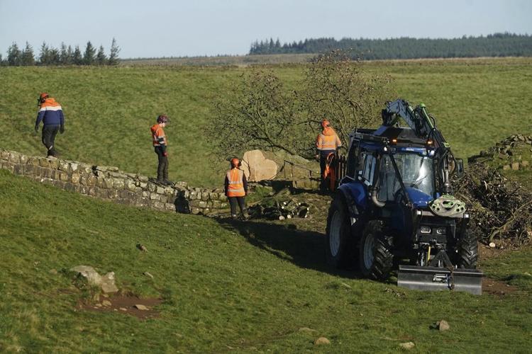 Crane removes famous tree by Hadrian's Wall in England that was cut ...