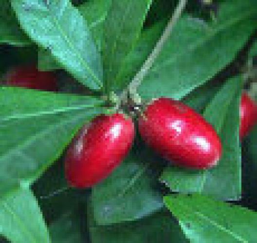 Miracle Berry pills take your tastebuds on a trip