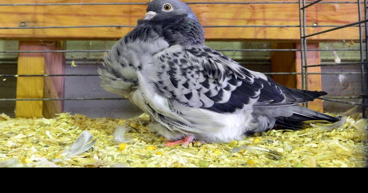Pigeon bowling has no place at fall fairs